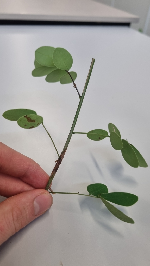 Easter Cassia by Nathan Jones · iNaturalist