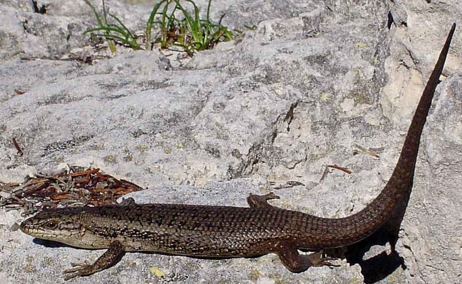 Southwestern Crevice Skink from Rottnest Island WA 6161, Australia on ...