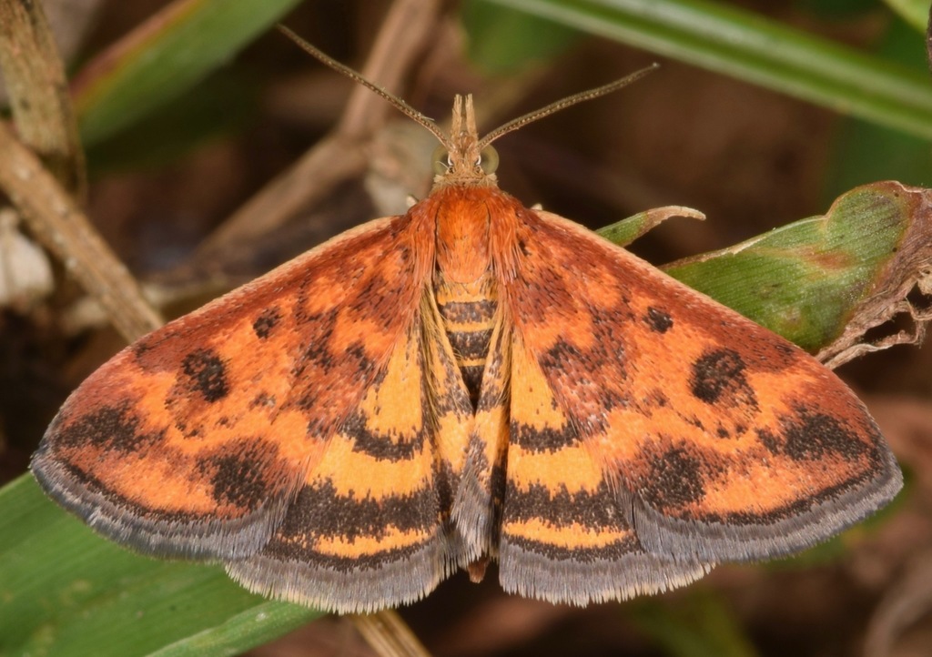 Mottled Pyrausta Moth (Moths of Georgia) · iNaturalist