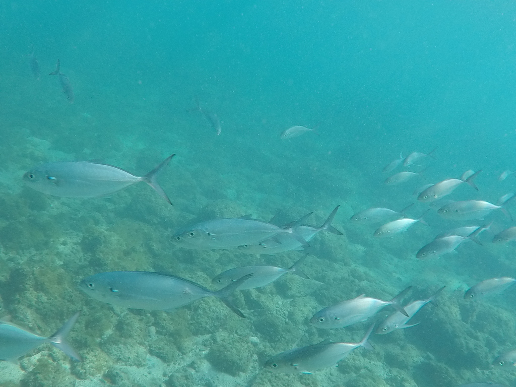Cocinero desde La Huerta, MX-JA, MX el 23 de enero de 2024 a las 01:38 ...