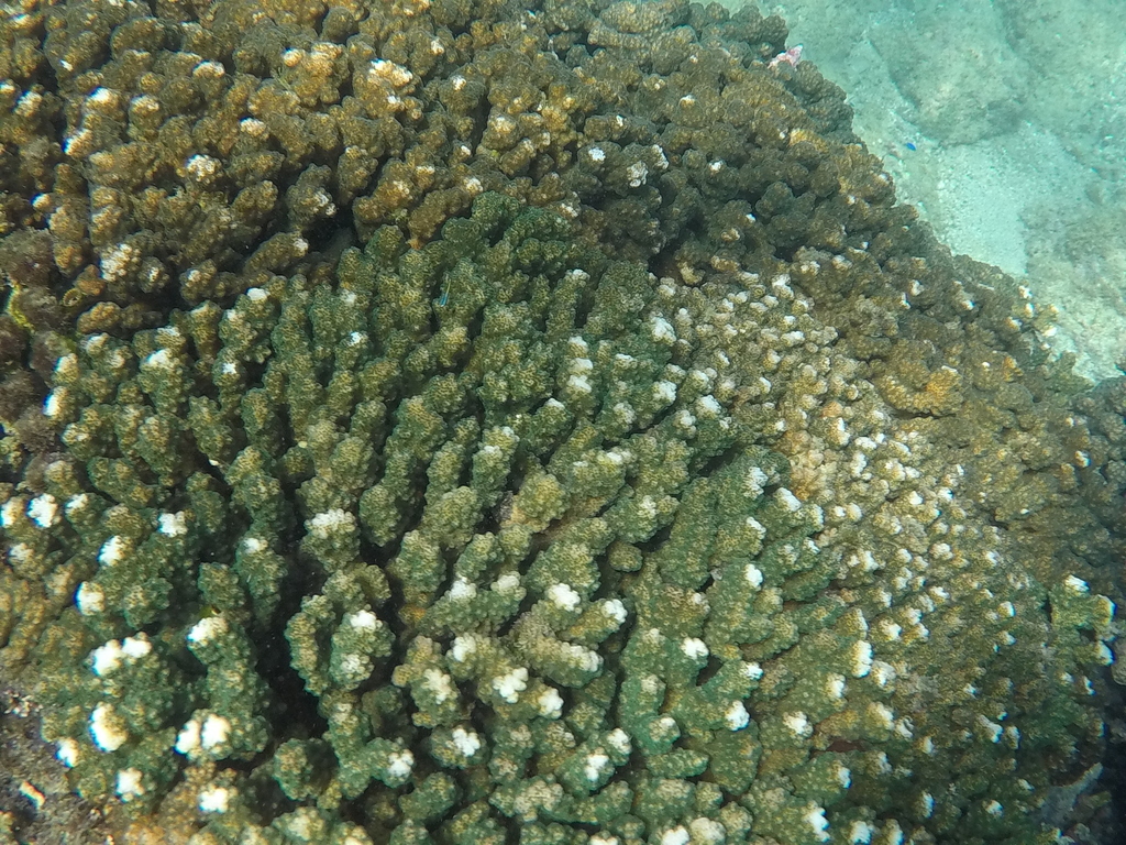 Cauliflower Corals from La Huerta, MX-JA, MX on January 23, 2024 at 01: ...