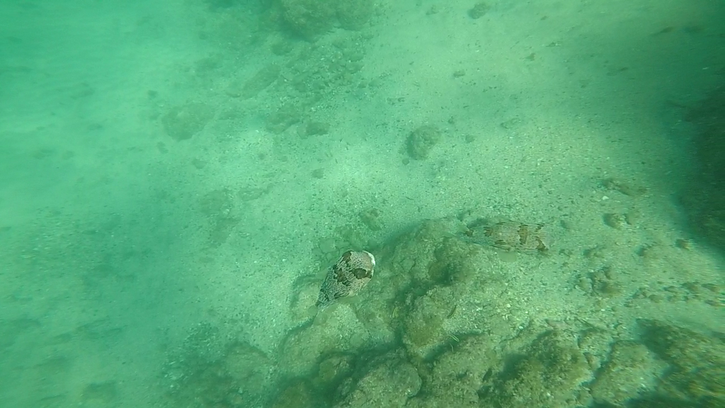 Longspined Porcupinefish from La Huerta, MX-JA, MX on January 23, 2024 ...