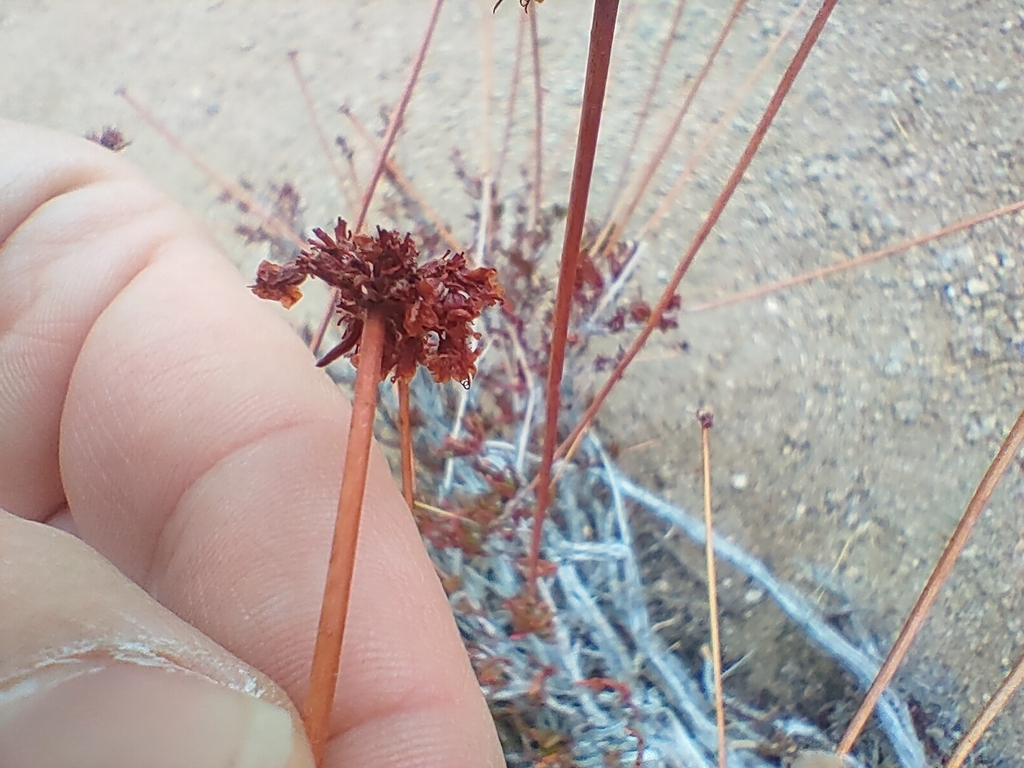 wild buckwheats in January 2024 by Joseph Arambula · iNaturalist