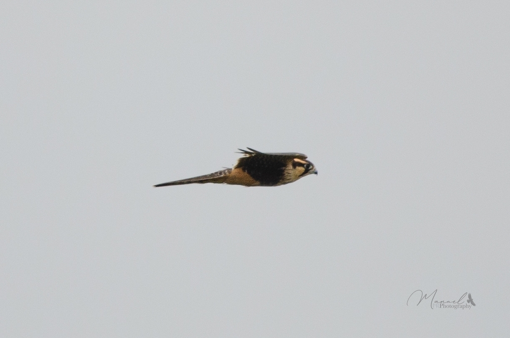 Aplomado Falcon from Quintero, Valparaíso, Chile on January 28, 2024 by ...