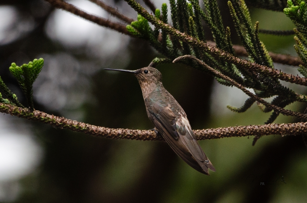 Giant Hummingbird from Quintero, Valparaíso, Chile on January 28, 2024 ...