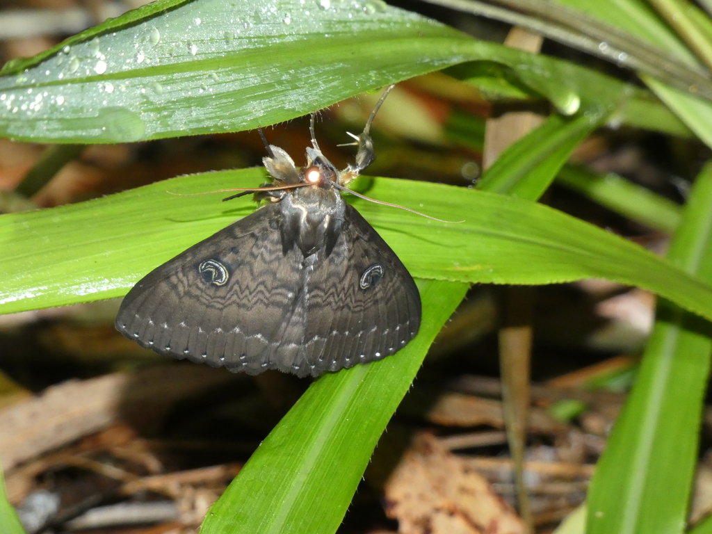 Northern wattle moth from Tandur QLD 4570, Australia on January 26 ...