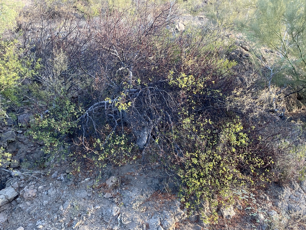 Red Elephant Tree from Loreto Municipality, BCS, Mexico on January 11 ...
