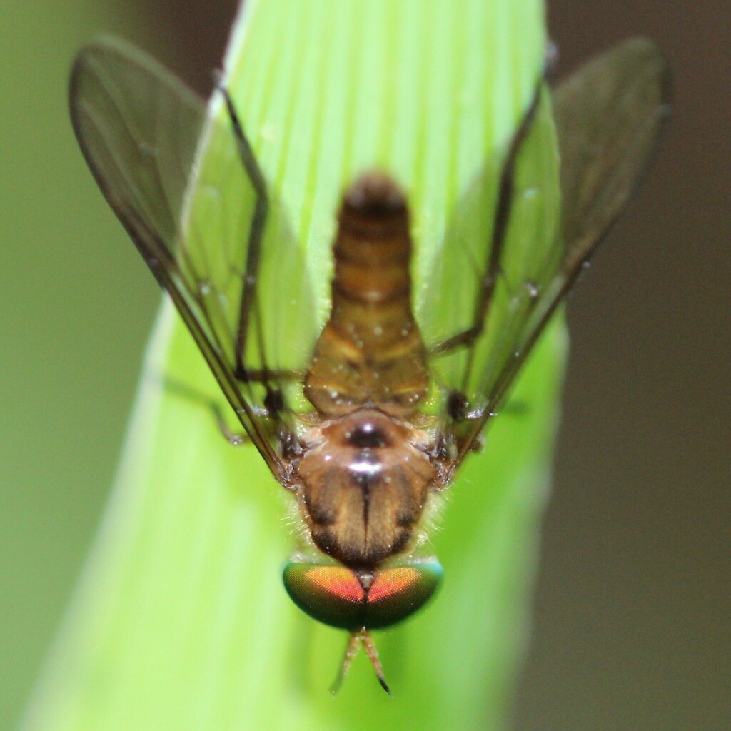 Horse and Deer Flies from Tallean Road, Nelson Bay NSW, Australia on ...