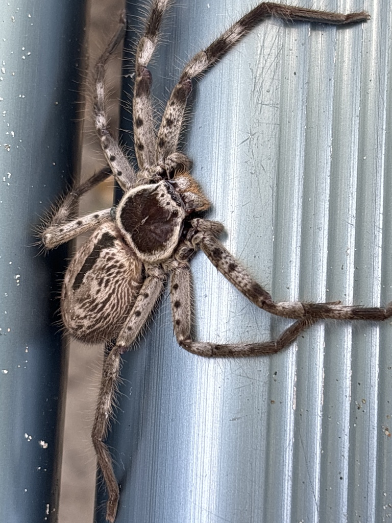 Grey Huntsman Spider from Etty Bay Rd, Etty Bay, QLD, AU on January 30 ...
