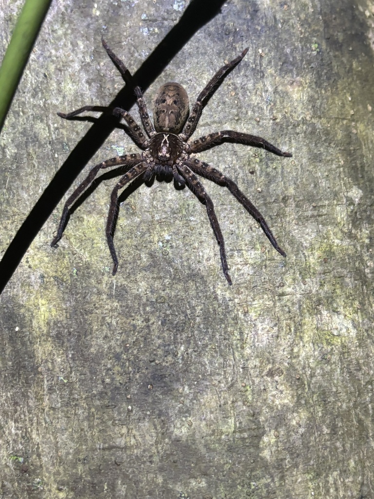 Giant Huntsman Spiders from Crater Lakes National Park, Lake Eacham ...
