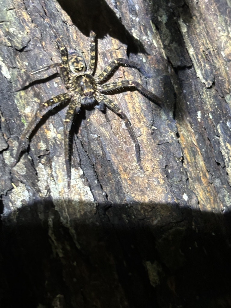 Giant Huntsman Spiders from Eacham Cl, Lake Eacham, QLD, AU on January ...