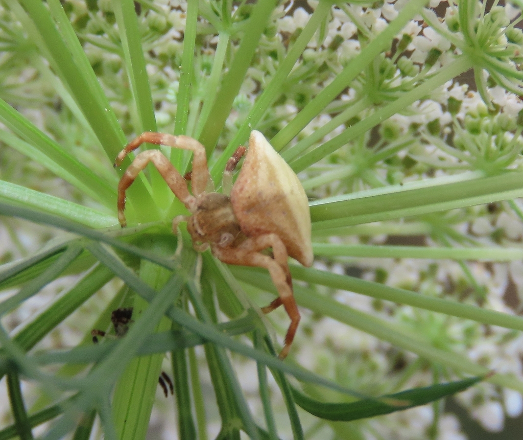 Crab Spiders from Pambula NSW 2549, Australia on January 27, 2024 at 11 ...
