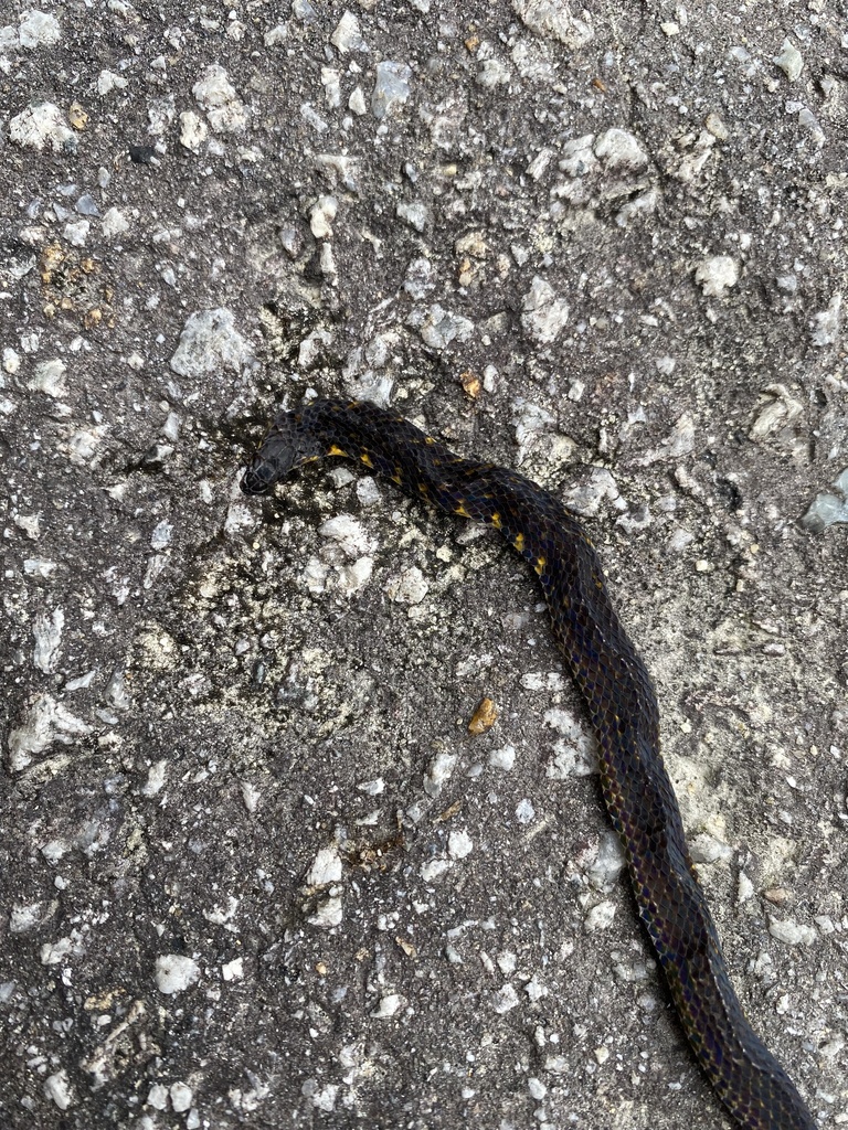 Genting Highlands Reed Snake in May 2023 by Nur Najmin · iNaturalist