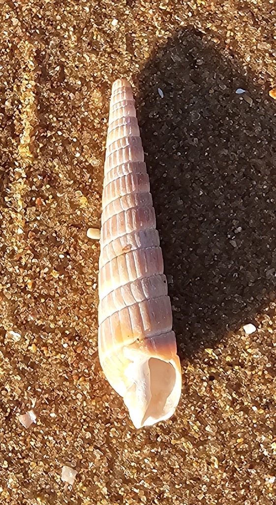 Duplicate Auger from Moore St After Simpson St, Port Hedland WA 6721 ...