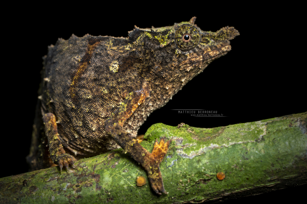 Nguru pygmy chameleon in January 2024 by Matthieu Berroneau. Nguru ...