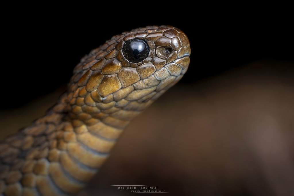Uzungwe Mountain Bush Viper in January 2024 by Matthieu Berroneau ...