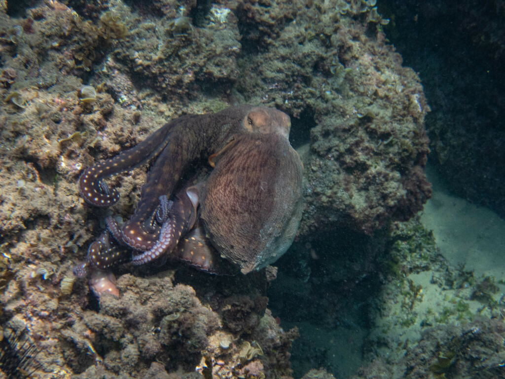 Day Octopus from Nkundwini, South Africa on January 12, 2024 at 10:25 ...