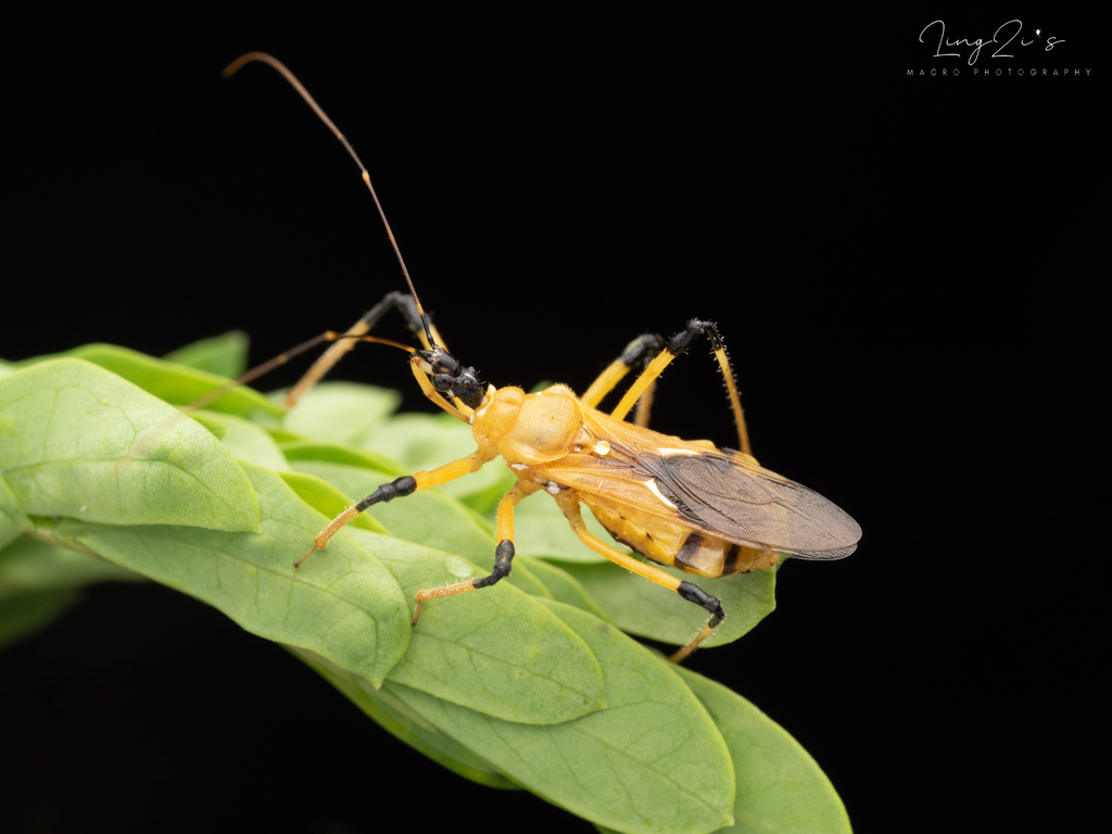 Cosmolestes picticeps from Sepang, Selangor, Malaysia on January 29 ...