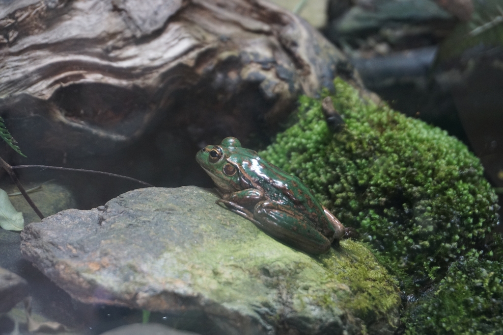 Southern Bell Frog from Willowbank Wildlife Reserve on January 30, 2024 ...