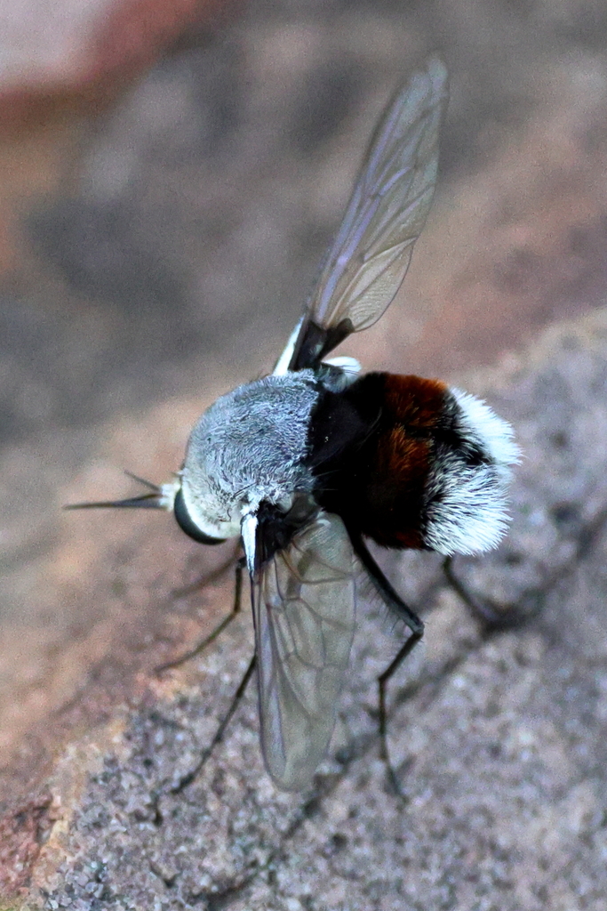 White-tailed Bee Fly from Mopani District Municipality, South Africa on ...