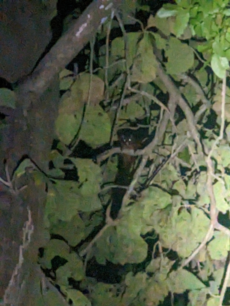 Taiwan Giant Flying Squirrel from 712台灣台南市新化區新化林場大目降埤 on January 30 ...