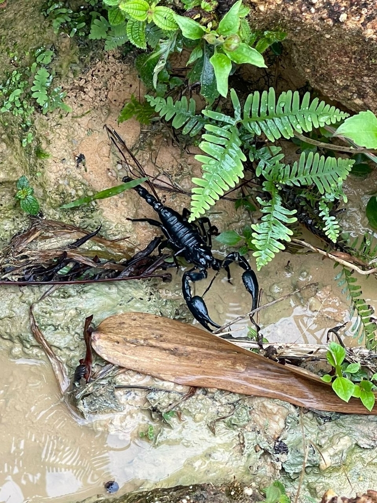 Giant Blue Scorpion in April 2023 by Shafira Roslan · iNaturalist