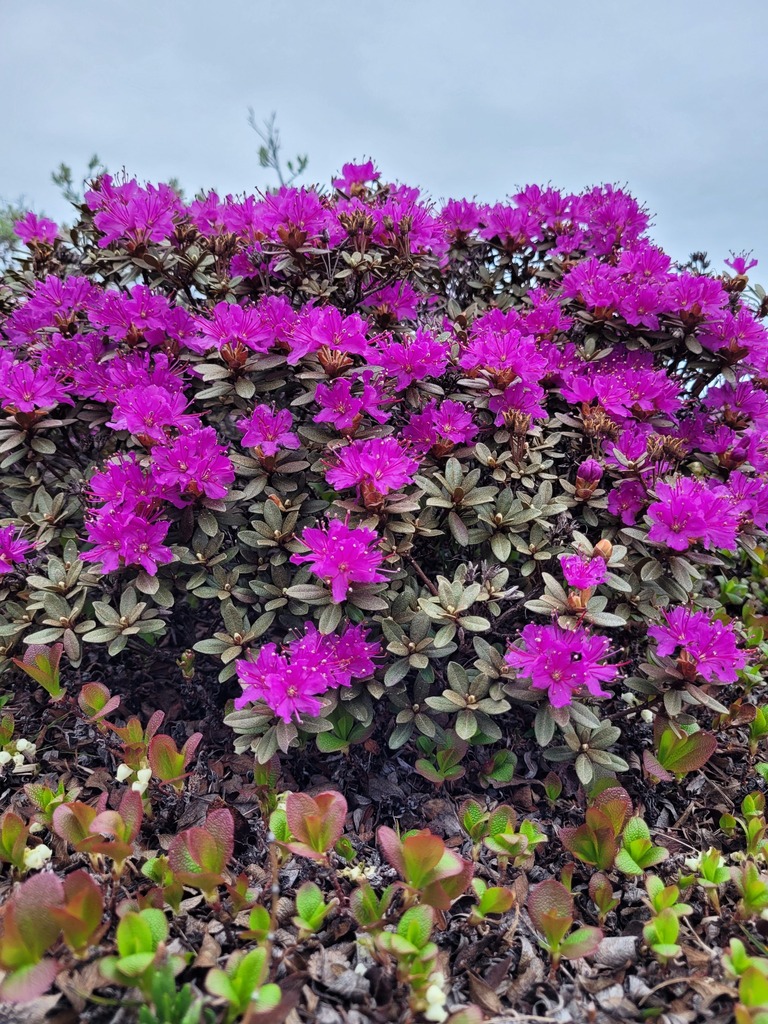 Lapland Azalea from Manitoba, Canada on June 7, 2023 at 03:24 PM by ...