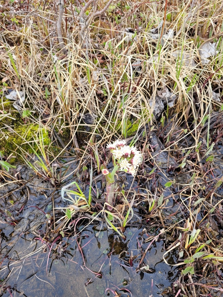 Arrowleaf Sweet Coltsfoot from Manitoba, Canada on June 5, 2023 at 04: ...