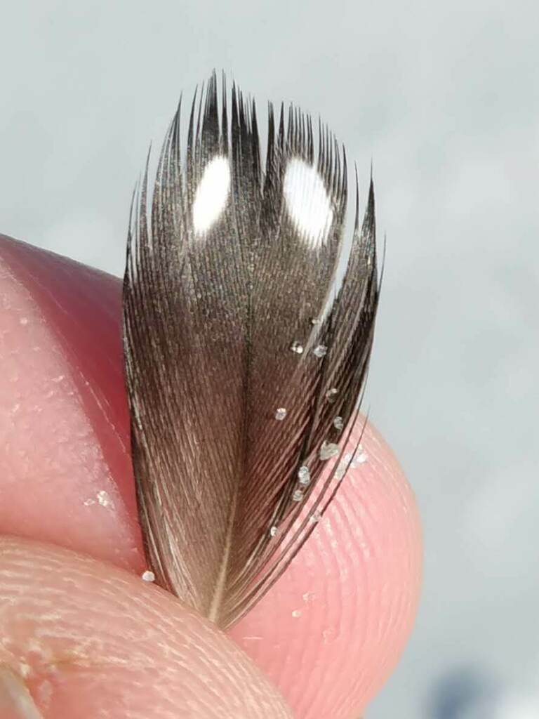 Common Loon from St. Andews SP on January 29, 2024 by folez26. Very ...