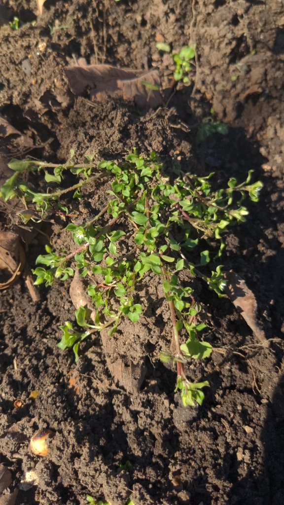 common chickweed from Old Lake Highlands, Dallas, TX, USA on January 30 ...