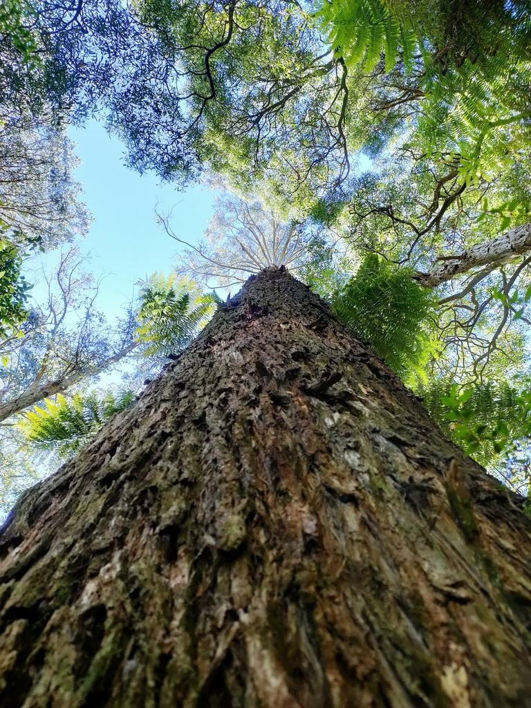 Australian Mountain Ash from Reefton VIC 3799, Australia on January 30 ...