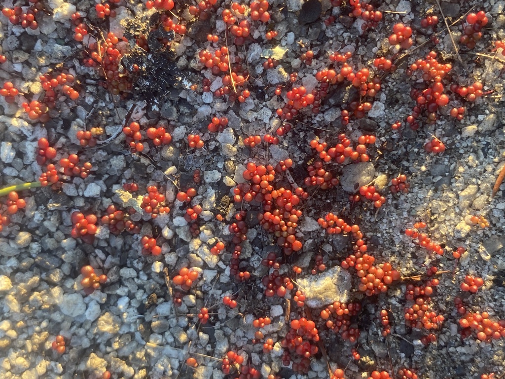 Elf Orpine in January 2024 by Gage Sutton · iNaturalist