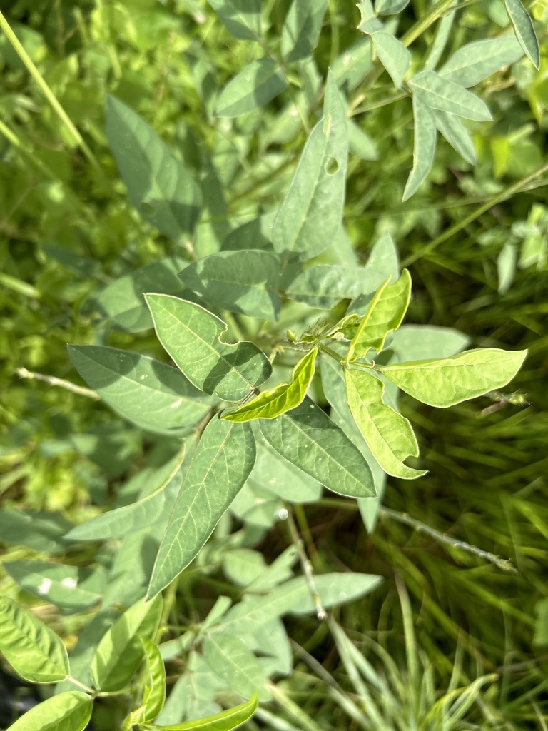 Phasey Bean from Enterprise La, Brisbane Airport, QLD, AU on January 31 ...