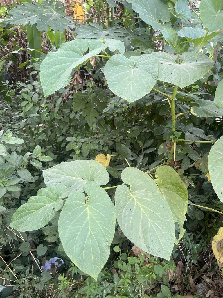 Root Beer Plant from Nuevo Milenio, Villa Comaltitlán, Chis., MX on ...