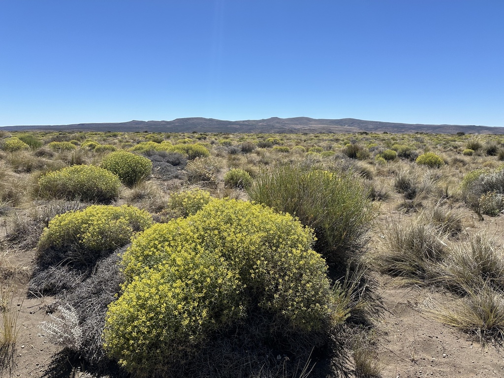 Azorella prolifera from Junín de los Andes, Neuquén, AR on January 10 ...
