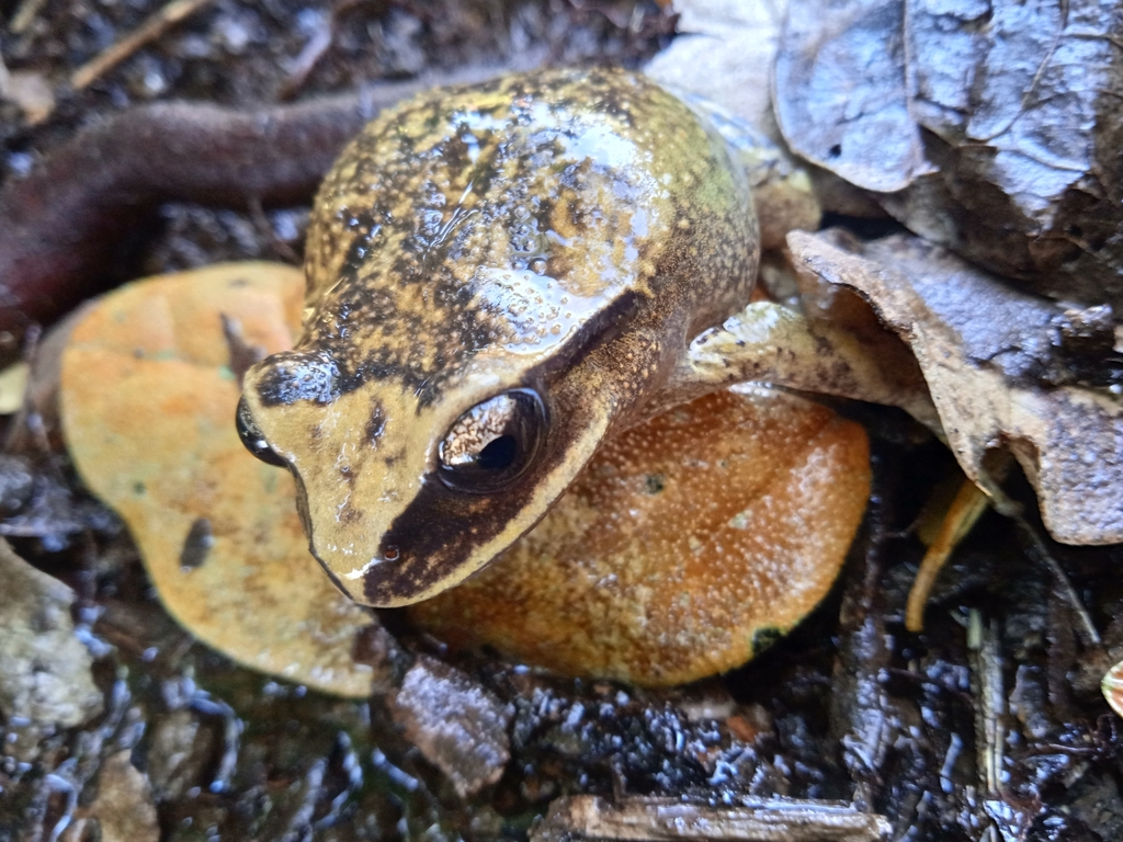 Vanzolini's Spiny-chest Frog in January 2024 by Omar Bravo Rodríguez ...