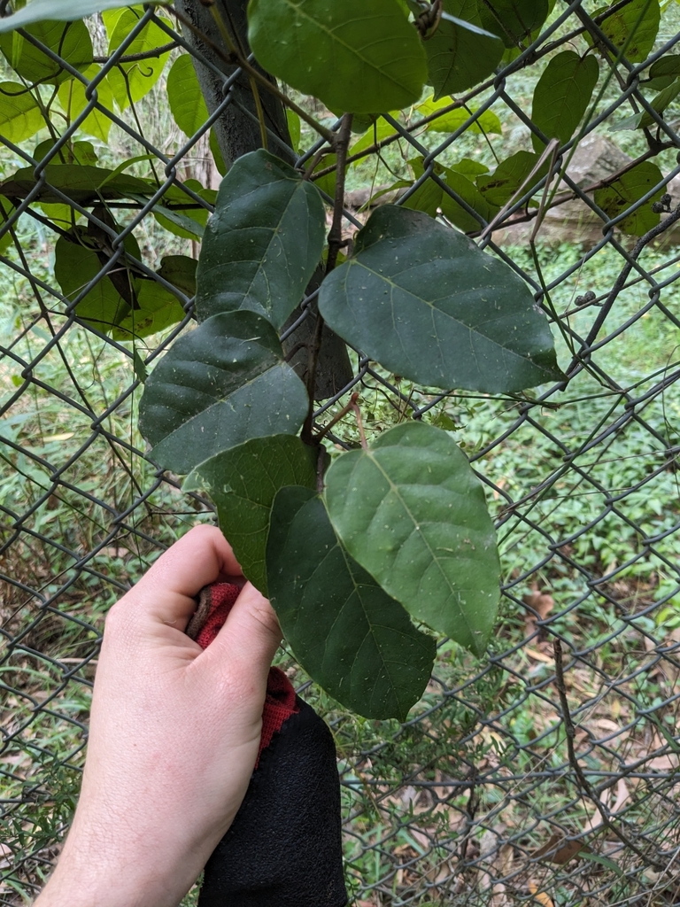Kangaroo Vine from Olinda Creek Rd/Mt Dandenong Tourist Rd, Kalorama ...