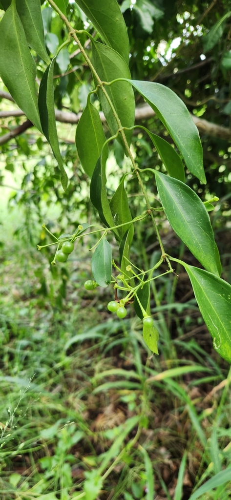 Australian wax jasmine from Mon Repos QLD 4670, Australia on January 31 ...