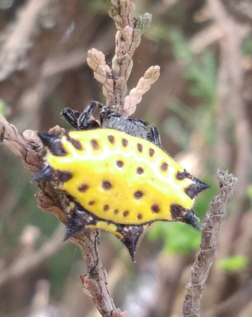 Spinybacked Orbweaver from 70890 Santiago Xanica, Oax., México on ...