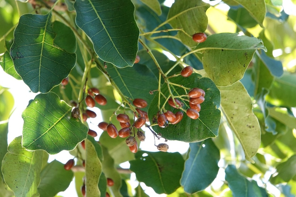 Black Poisonwood from Tulum, Q. Roo., MX on January 28, 2024 at 10:44 ...