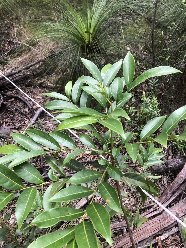 plants from Toohey Forest Park, Nathan, QLD, AU on January 31, 2024 at ...