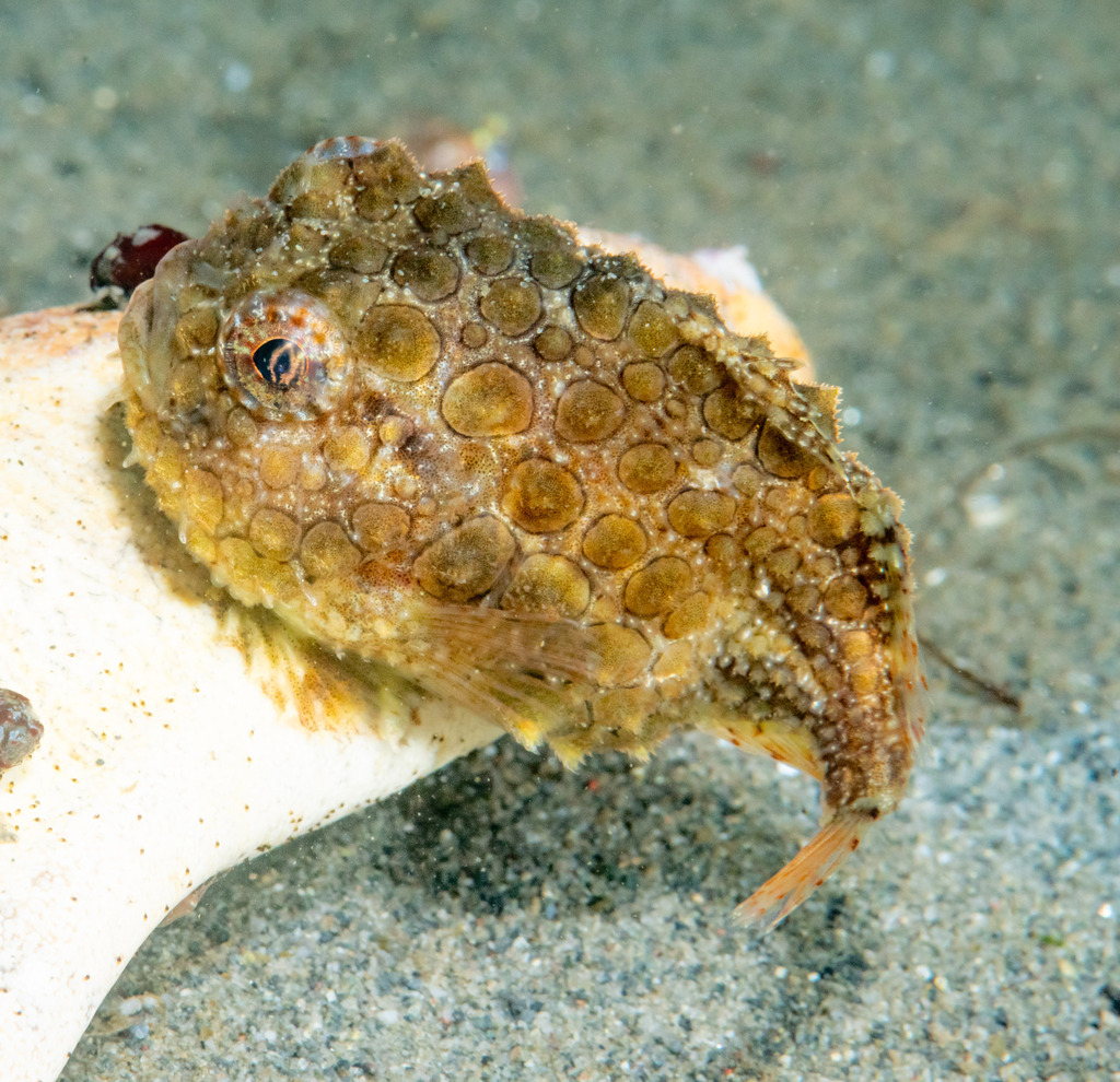 Pacific Spiny Lumpsucker from Fox Island, Washington, United States on ...