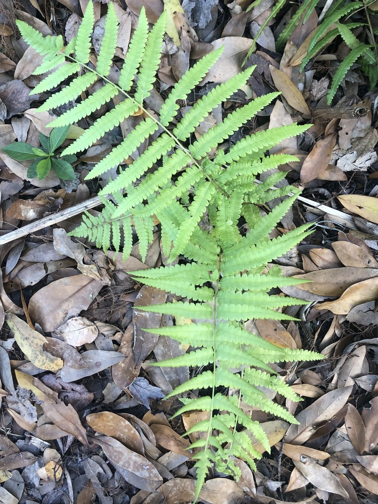 Polypodiales from Boyd Hill Nature Preserve, St. Petersburg, Florida on ...