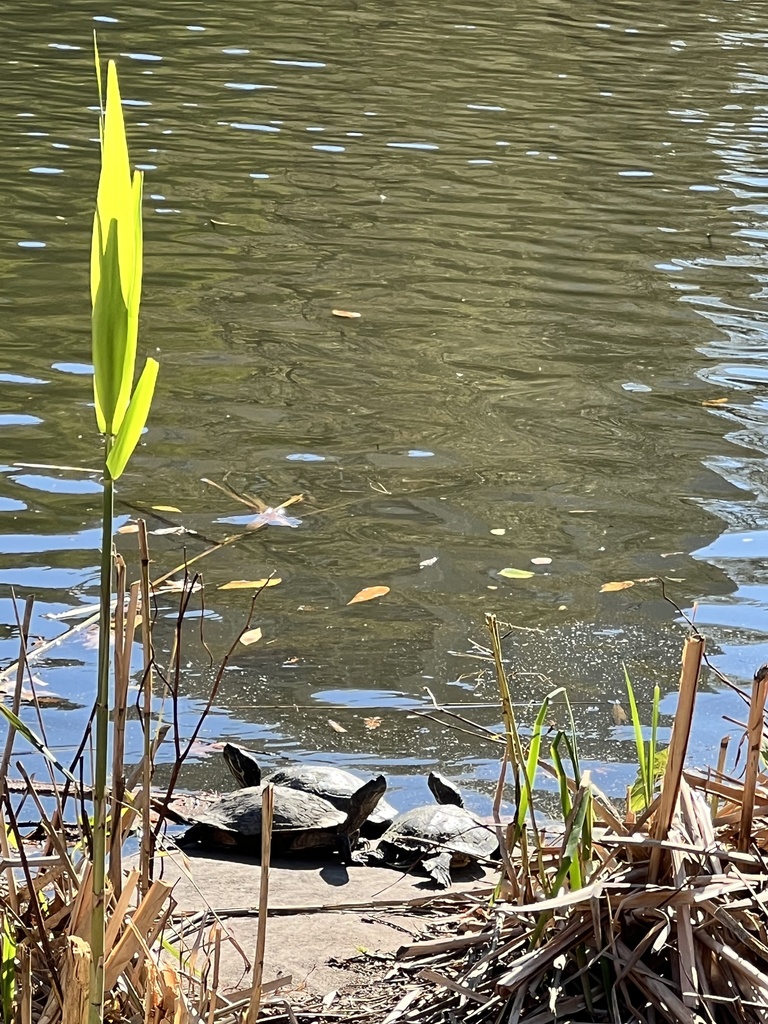 Red-eared Slider from Central Park, New York, NY, US on November 2 ...