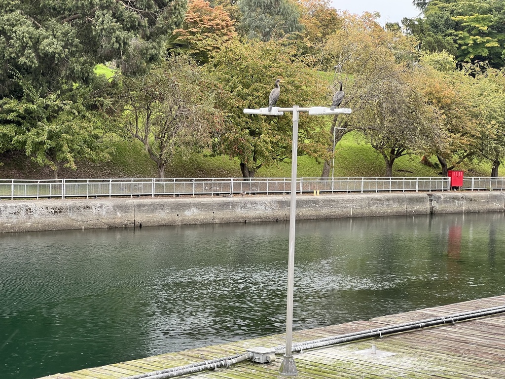 Double-crested Cormorant from Shilshole Bay Entrance Range, Seattle, WA ...