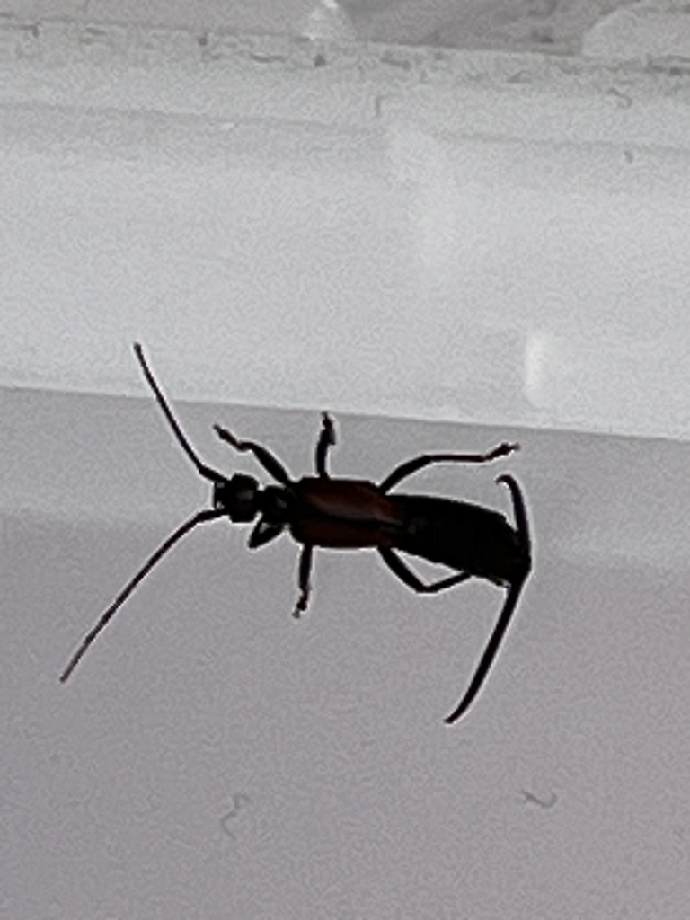 Earwigs from 國立暨南國際大學, 埔里鎮, NAN, TW on January 31, 2024 at 11:32 AM by ...