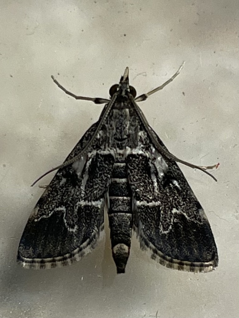 European Pepper Moth from Raven Rd, Winthrop, WA, US on January 30 ...