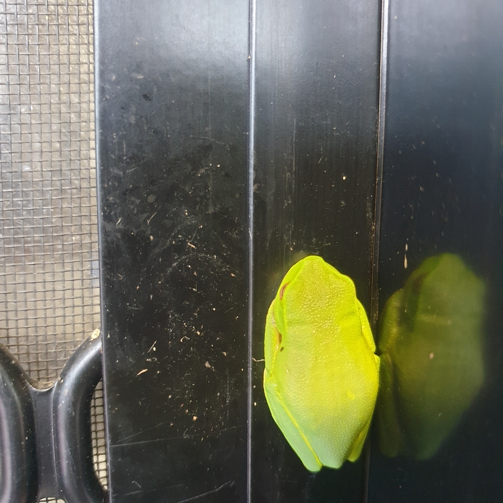 Ranoidea from Windsor Rd at Nambour TAFE, Burnside QLD 4560, Australia ...