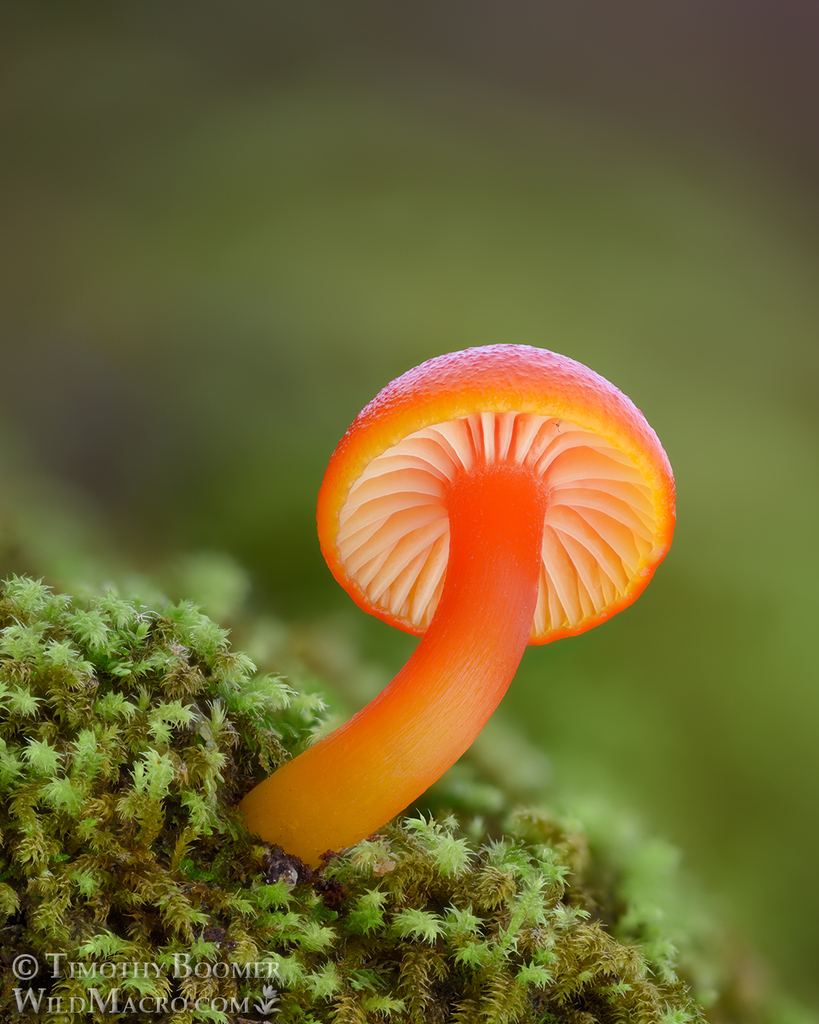 Vermilion Waxcap from Sonoma County, CA, USA on January 27, 2024 at 02: ...