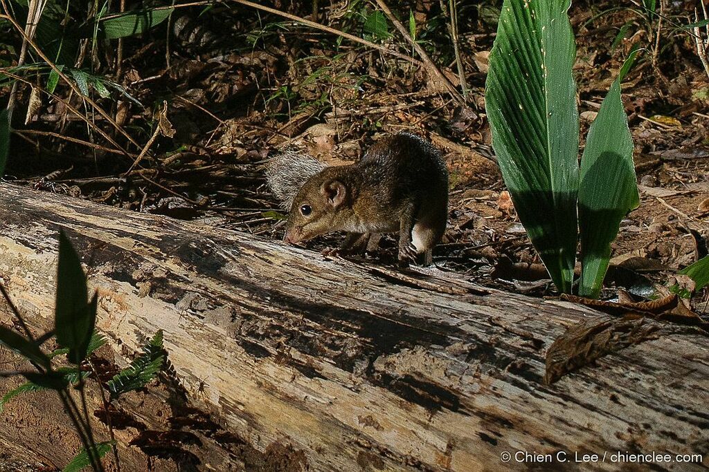 Shrew-faced Squirrel in December 2023 by Chien Lee · iNaturalist